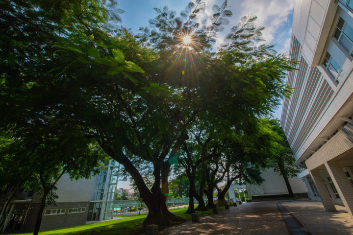 守護鳳凰木老樹群 工藝中心發起公民綠色行動|樂活 | 僑務電子報