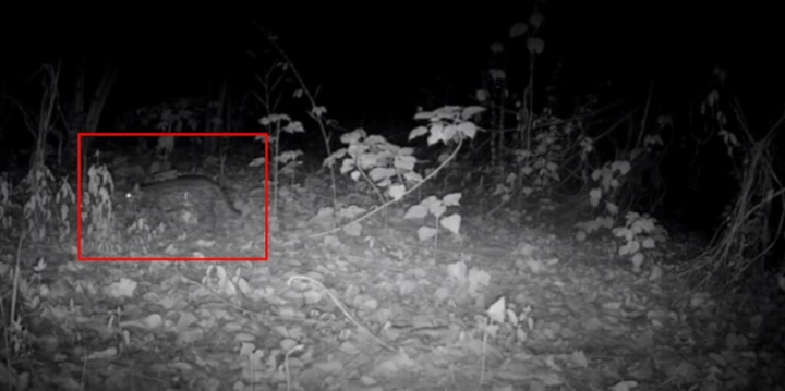 Leopard cat sighted in Tainan for 1st time in 17 years|English News | 僑務電子報