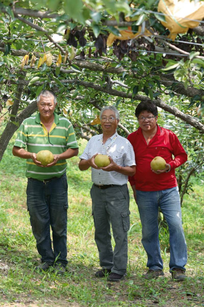Ten Years Honing a Single Sword: A Tale of Pears and Strawberries ...