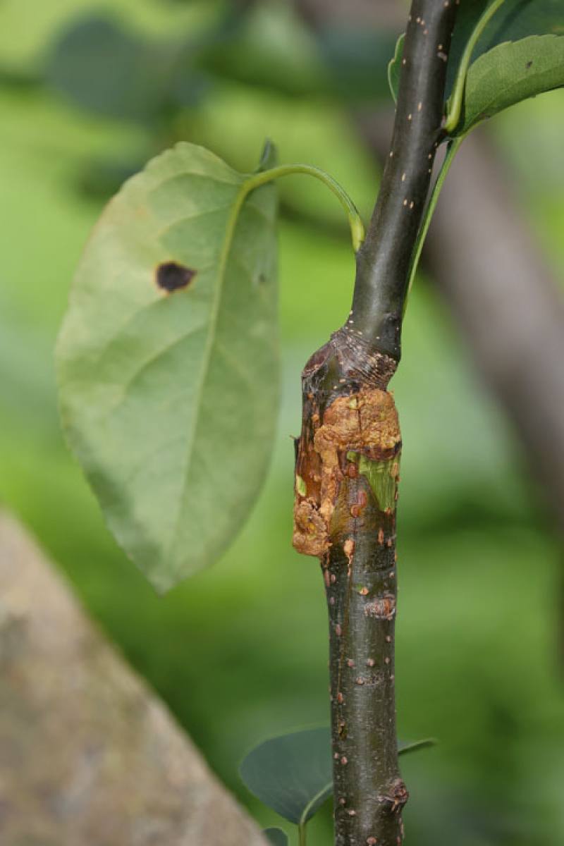 Ten Years Honing a Single Sword: A Tale of Pears and Strawberries ...