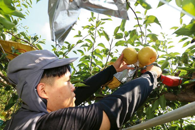 Ten Years Honing a Single Sword: A Tale of Pears and Strawberries ...