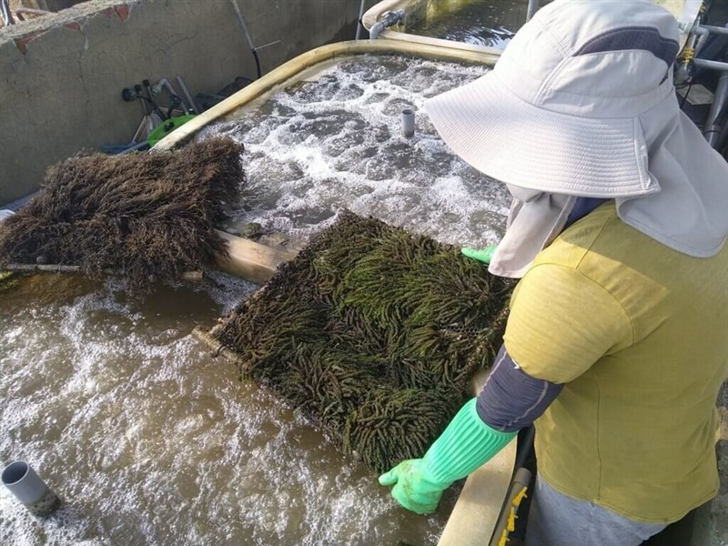 Taiwan succeeds in cultivating giant seaweed species|English News | 僑務電子報