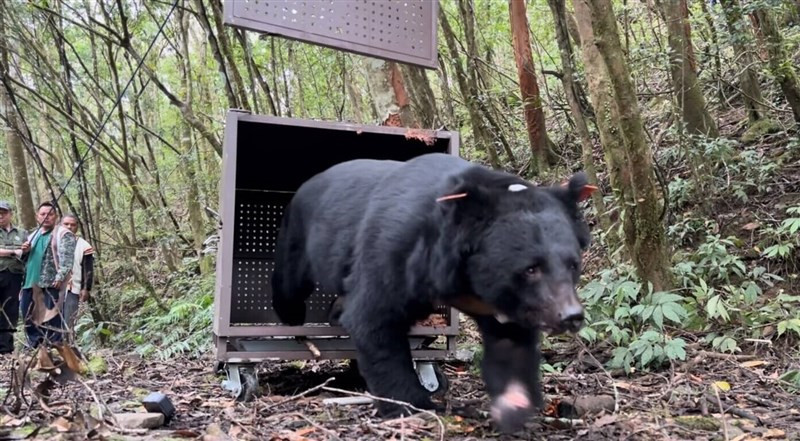 Rehabilitated 20-year-old Formosan black bear released into the wild ...