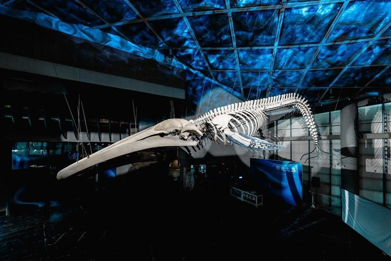 New blue whale skeleton exhibit lives up to promise over LNY holiday ...