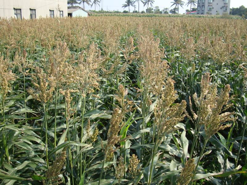 相揪來申報！114年「綠色環境給付計畫」受理申報自1月2日至2月8日止|農業 | 僑務電子報